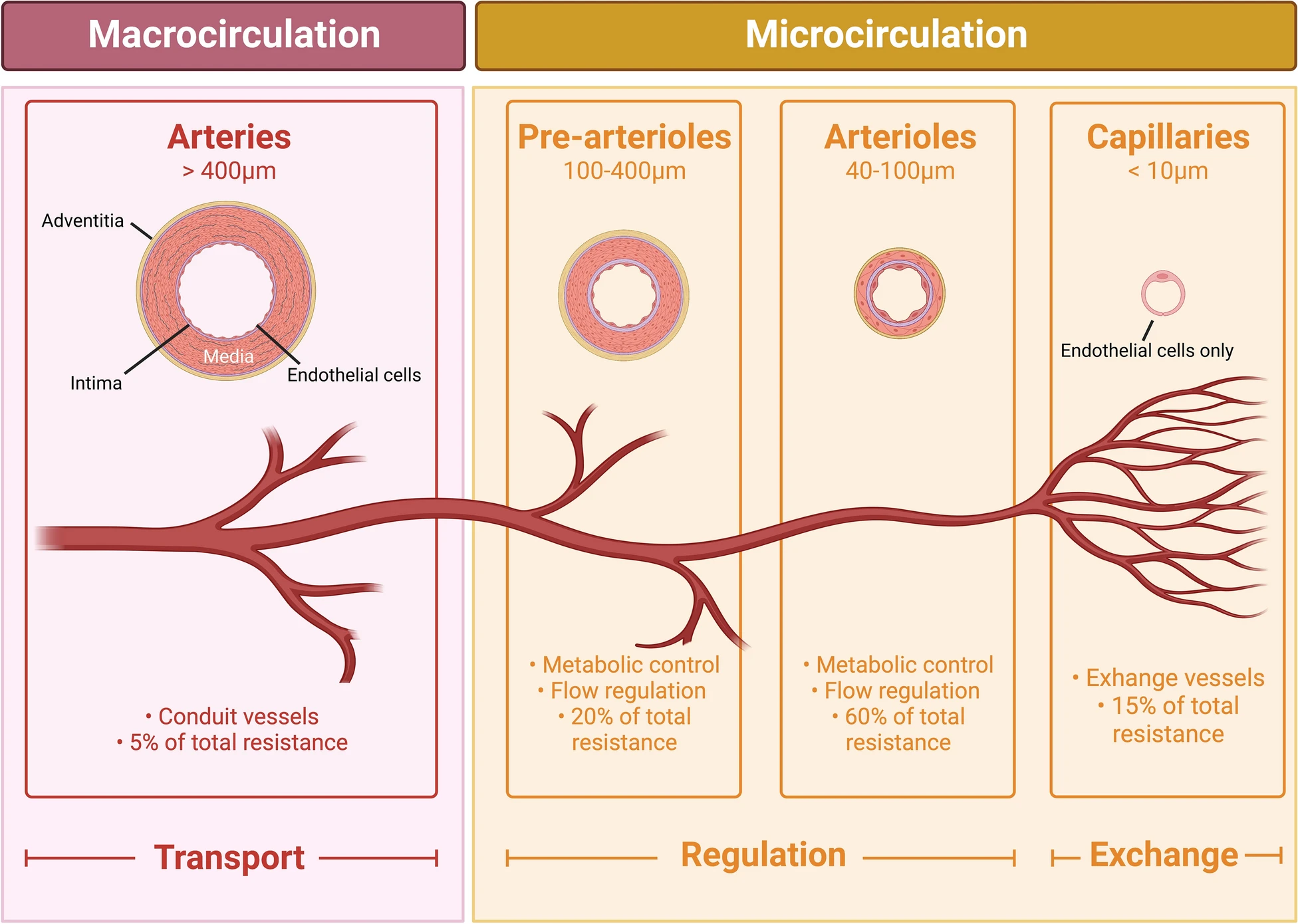 Microcirculatory Dysfunction In Cardiogenic Shock Vaso Home Therapy