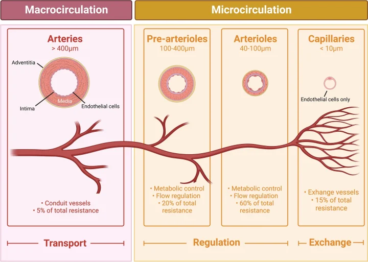 Microcirculatory dysfunction in cardiogenic shock – Vaso Home Therapy